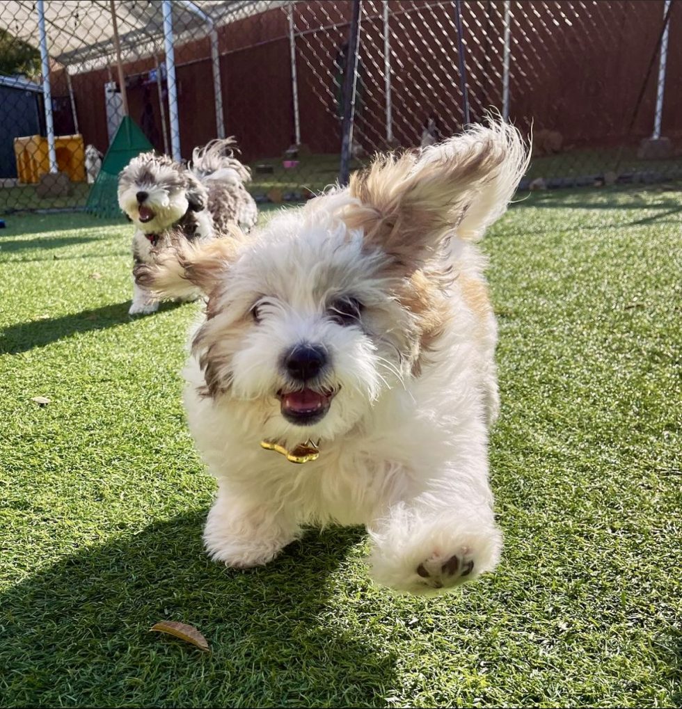 Companions Dog Resort | Daycare, Boarding, and Bathing in Boise, Idaho